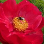 Peony Soft Salmon Saucer – Lent Slowflowers – bio bloemenveld