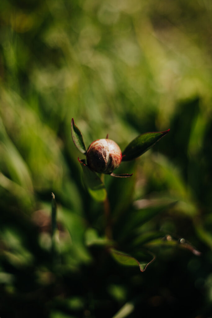 Peony Soft Salmon Saucer – Lent Slowflowers – bio bloemenveld