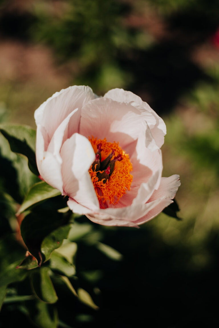 Peony Soft Salmon Saucer – Lent Slowflowers – bio bloemenveld