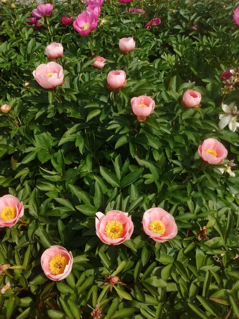 Peony Soft Salmon Saucer – Lent Slowflowers – bio bloemenveld